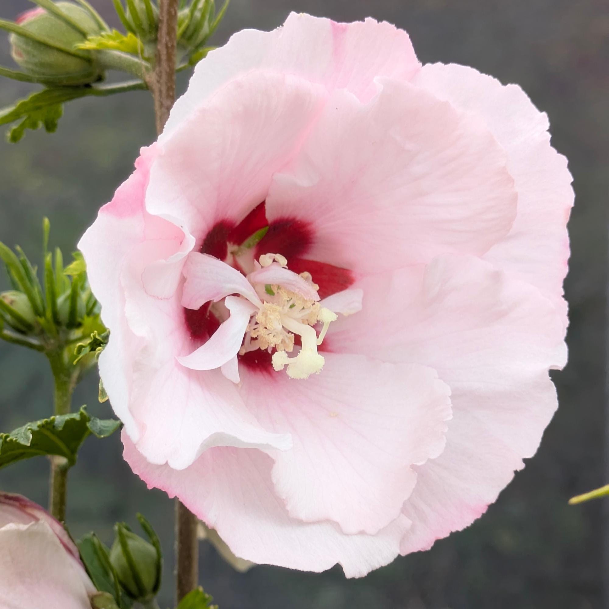 Pink Althea - Rose of Sharon 1 Gallon Trade Pot - Etsy