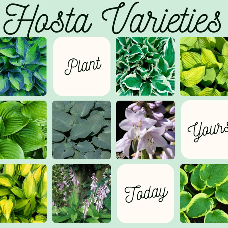 Hosta Mixed - Etsy