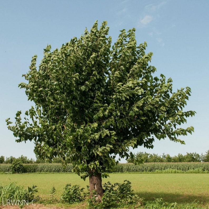 3'-5'ft White Mulberry Tree - 1 Gallon Trade Pot - Live Plant - Etsy