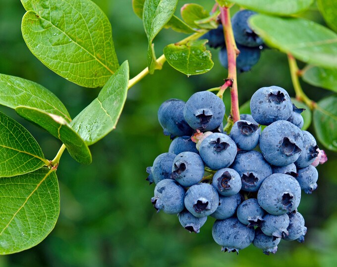 Blueberry Rabbiteye 'powder Blue' - 1 Gallon Potted Plant - Etsy