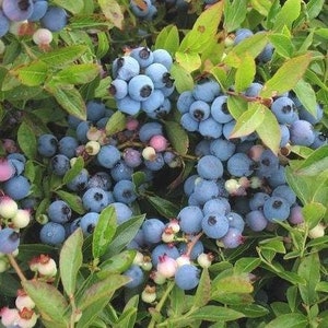 Blueberry Rabbiteye 'powder Blue' - 1 Gallon Potted Plant - Etsy