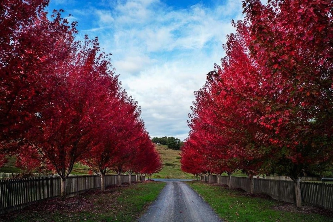 Burgundy Belle Maple Tree - 1 Gallon Trade Pot - Etsy