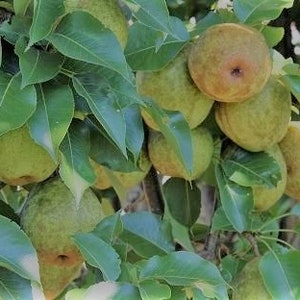 Ayers Pear Tree 1 Gallon Trade Pot 4'5'ft Tall - Etsy