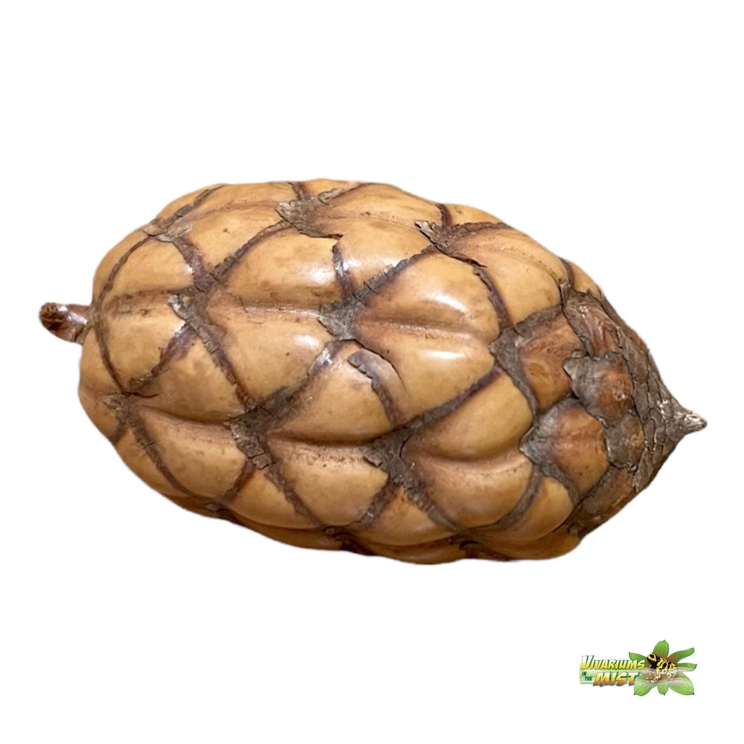 Uxi Pod Botanicals Vivarium Terrarium Decor Tannins Shrimp Bettas Dart ...