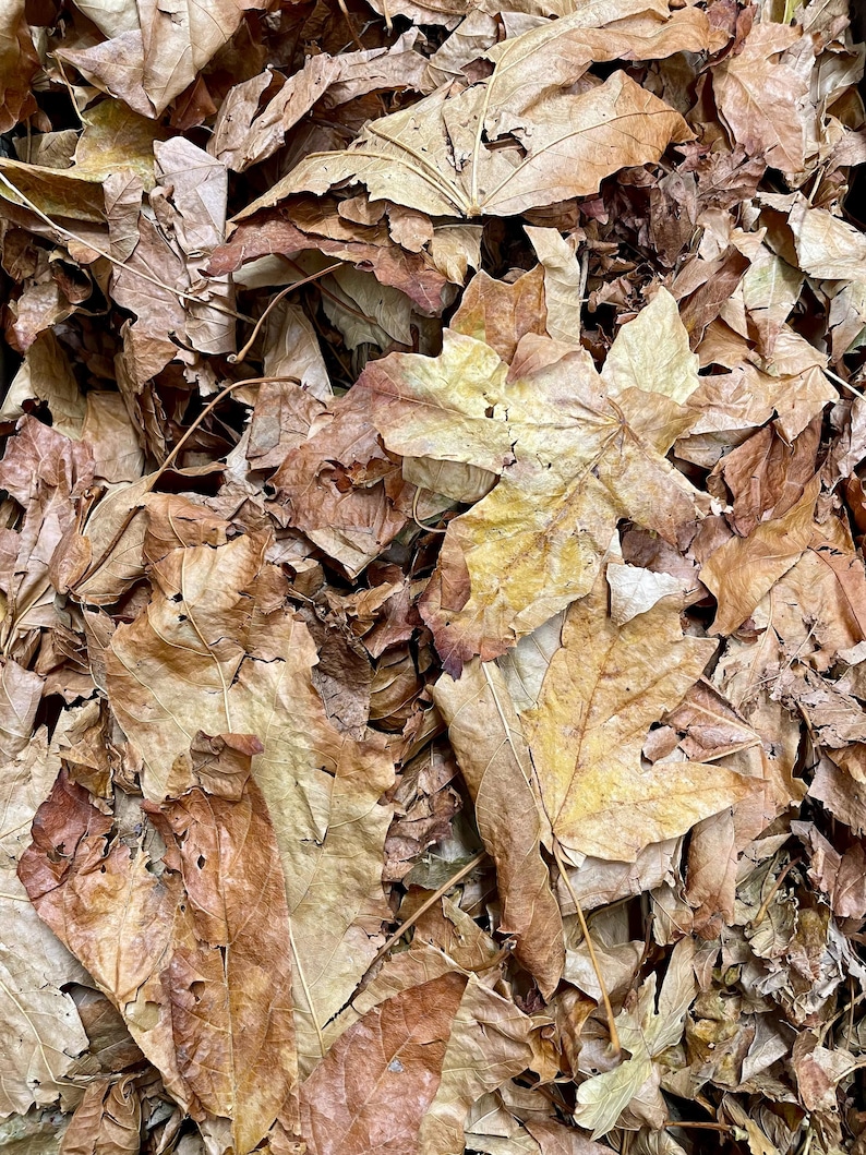 Isopod Essentials Variety Pack - Isopods / Botanicals / Leaf Litter ...