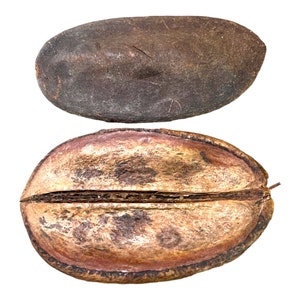 Para Pará Pods - Bioactive / Freshwater Shrimp / Botanical / Aquarium ...