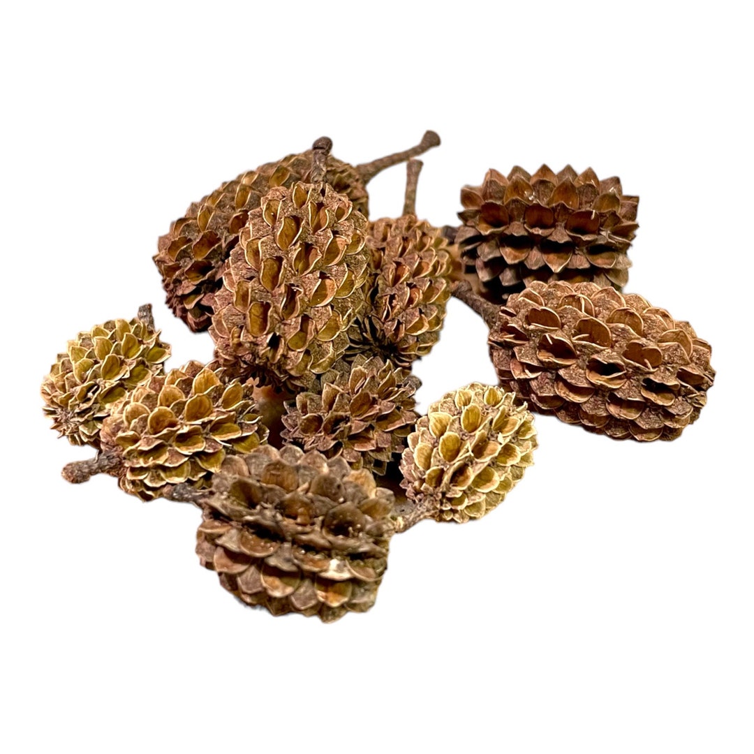 Casuarina Cones (10 Pack) Botanicals Betta Shrimp Paludarium Aquarium ...