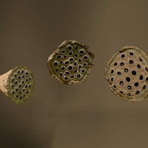 Mini Lotus Head Pods (3 Pack) - Isopods / Vivarium / Terrarium ...