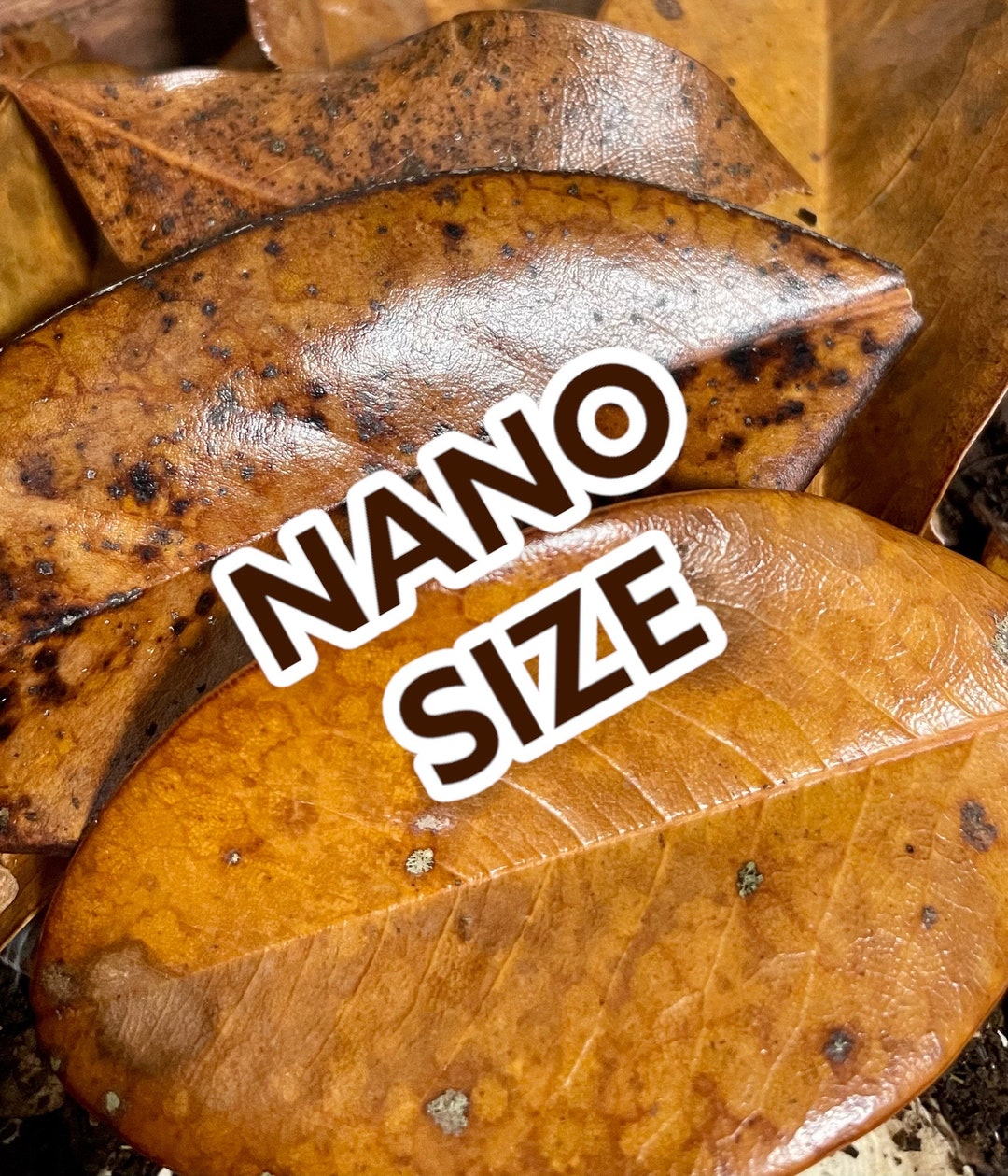 Southern Magnolia Leaf Litter Nano Size Leaves Vivarium Terrarium Dart ...