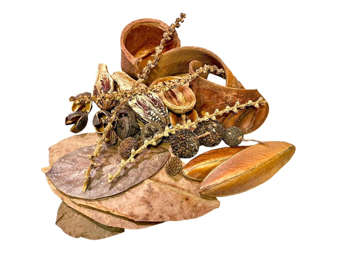 Botanical Mixer Variety Pack - Aquarium Decor / Terrarium Decor ...