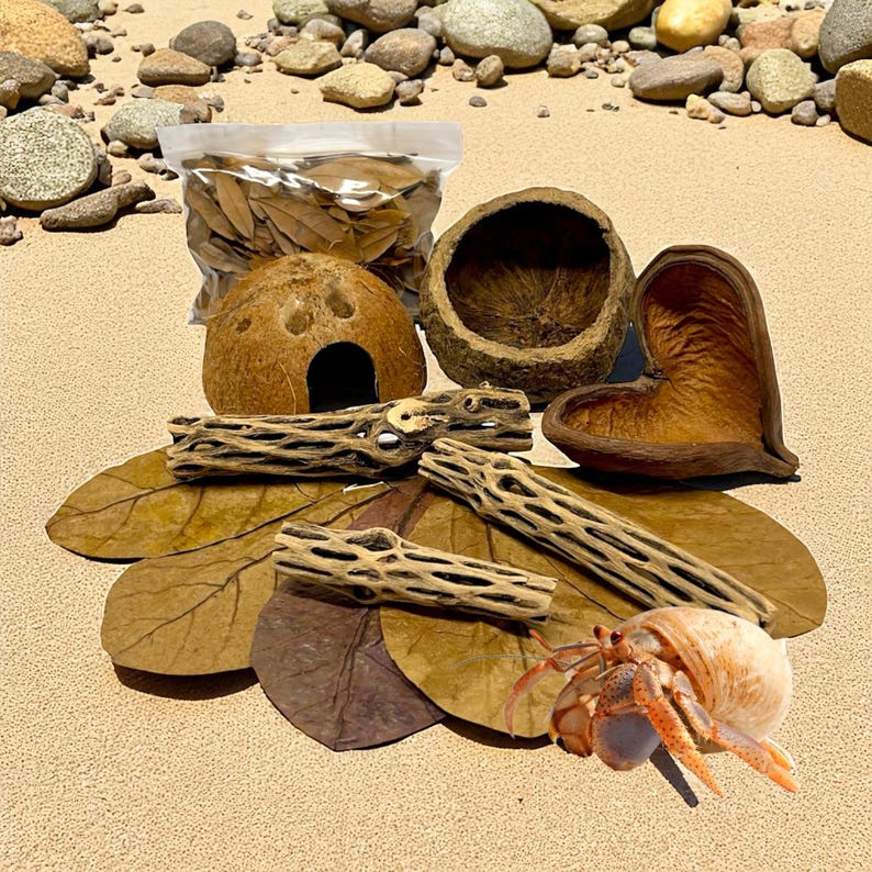 Deluxe Hermit Crab Habitat Starter Kit: Natural Botanicals & Decor - Etsy
