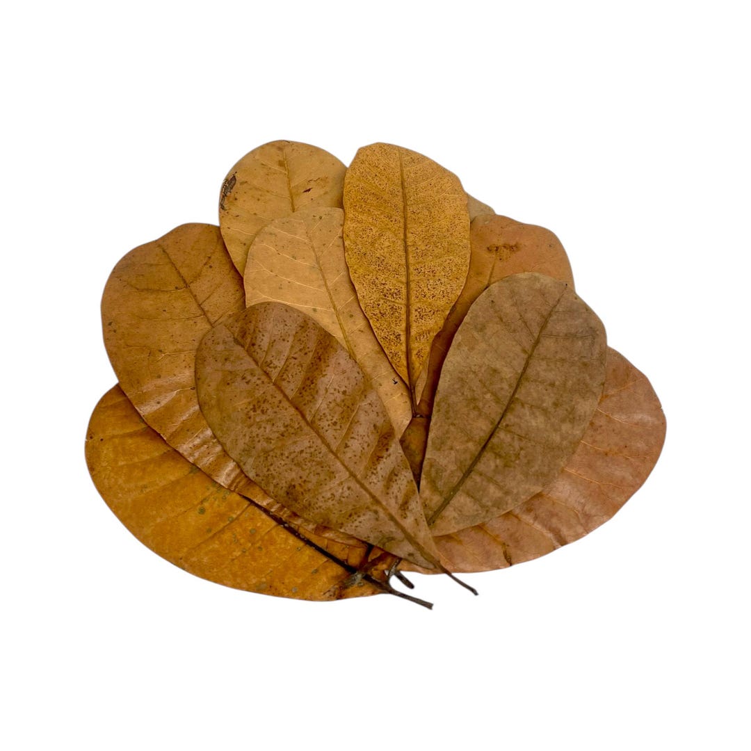 Casho Leaves (10 Pack) - Aquarium & Terrarium Natural Botanical Decor ...