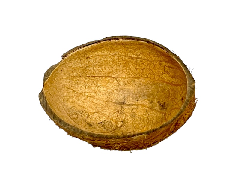 Coconut Shell Half - Botanicals / Terrarium Decor / Bioactive / Isopods ...