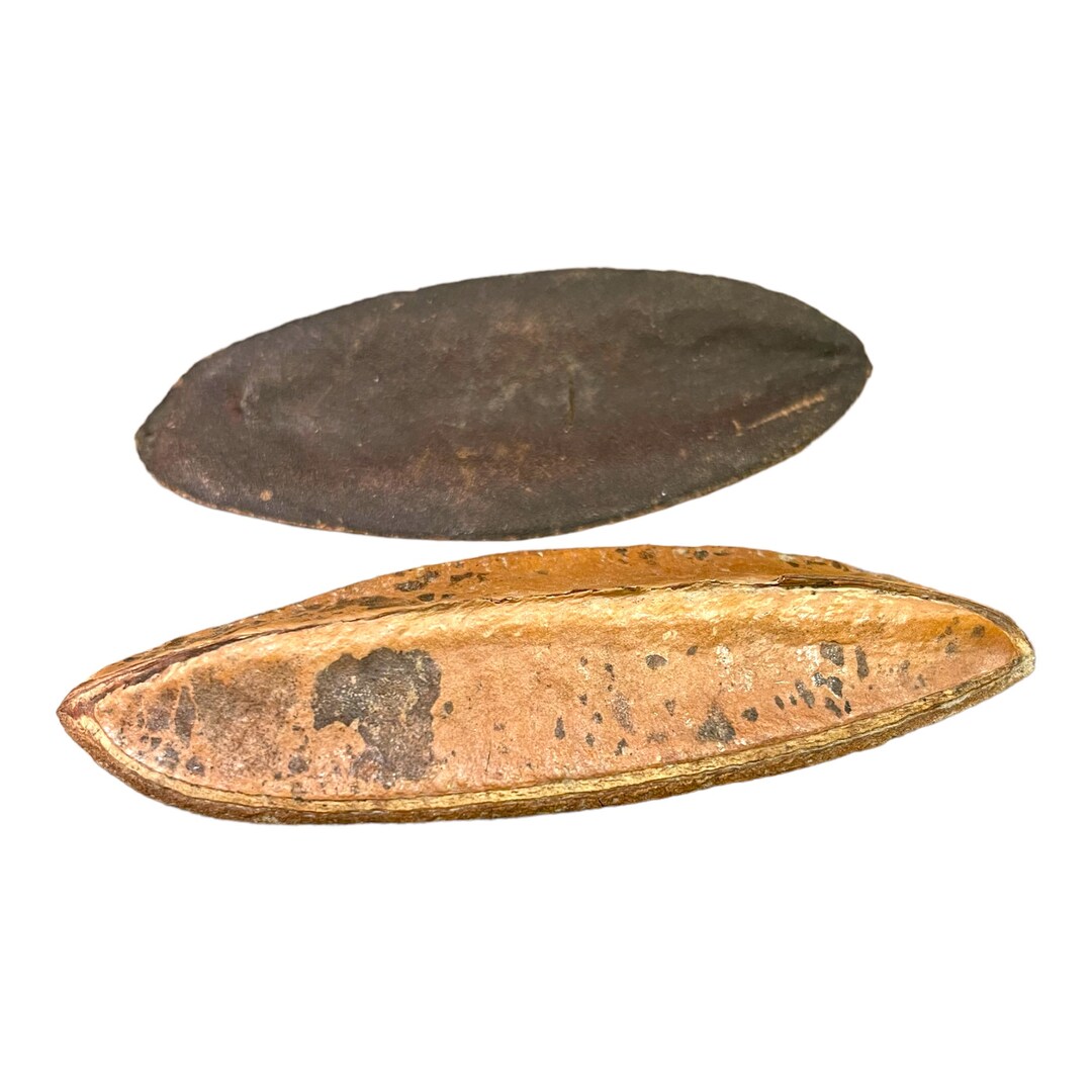 Triangle Pods (2 Pack) - Botanicals / Bioactive / Terrarium ...