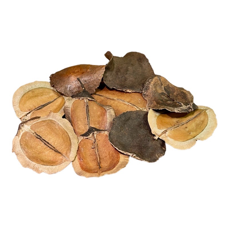 Jacaranda Seed Pod - Etsy
