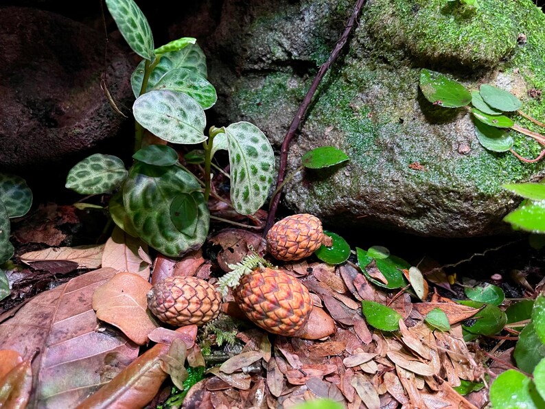 Rattan Lizard Pods (10 Pack) - Bioactive / Botanicals / Isopod ...