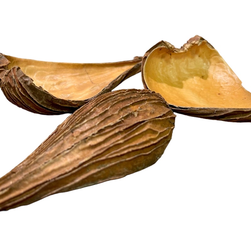 VivariumsInTheMist - Etsy