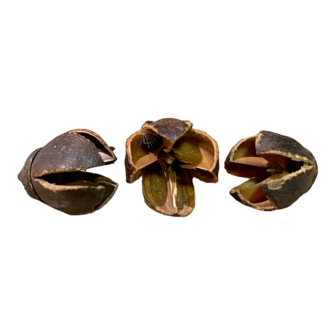 Bakuli Pods (3 Pack) - Botanicals / Aquarium Decor / Bioactive / Bettas ...