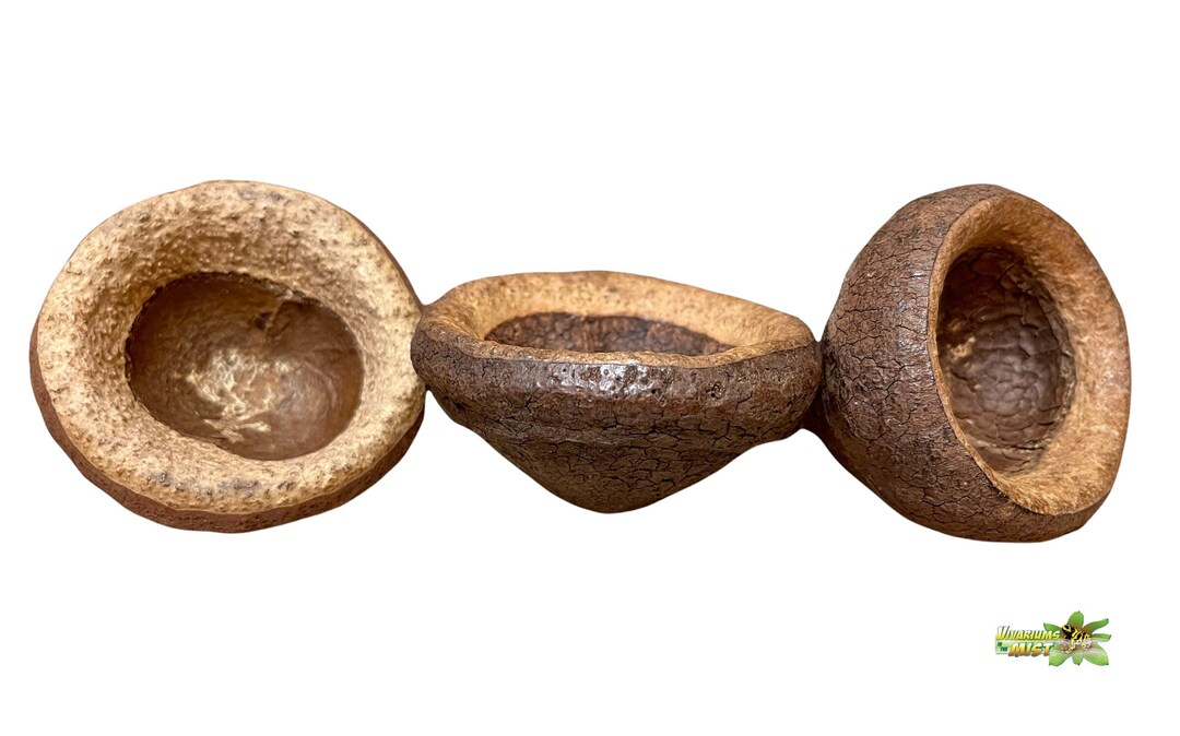 Monkey Pod - 3 Pack - Etsy