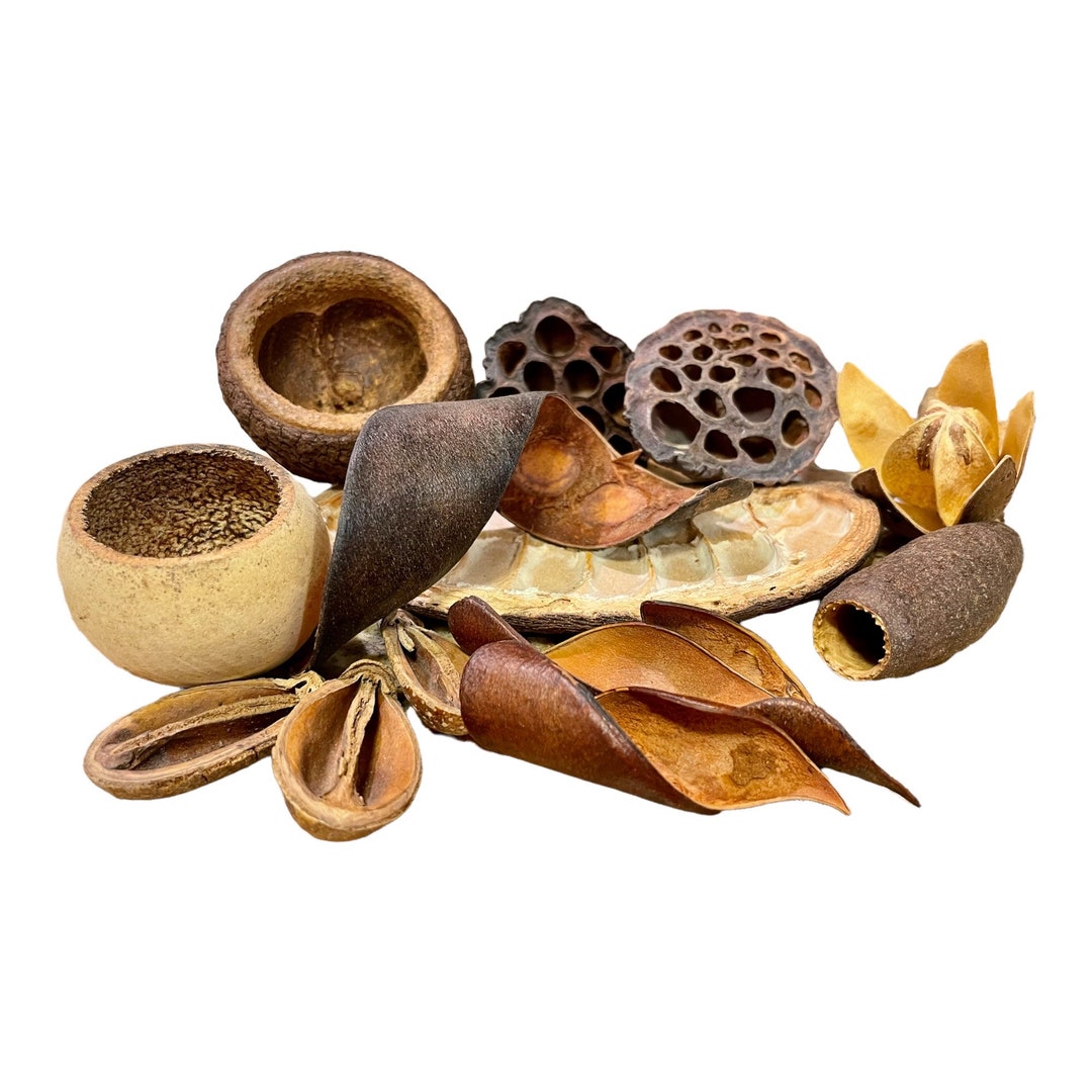 Curated Botanical Variety Pack - Botanicals / Terrarium / Vivarium ...