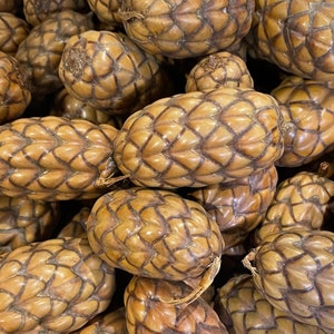 Uxi Pod Botanicals Vivarium Terrarium Decor Tannins Shrimp Bettas Dart ...