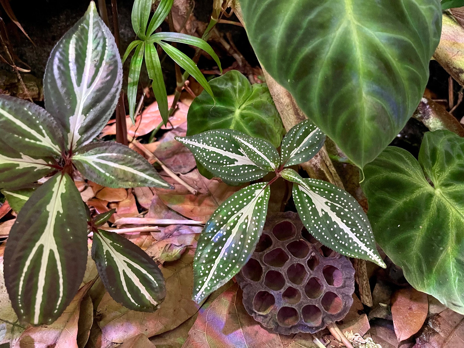 Lotus Head Pod Isopods Vivarium Bioactive Terrarium Isopod - Etsy