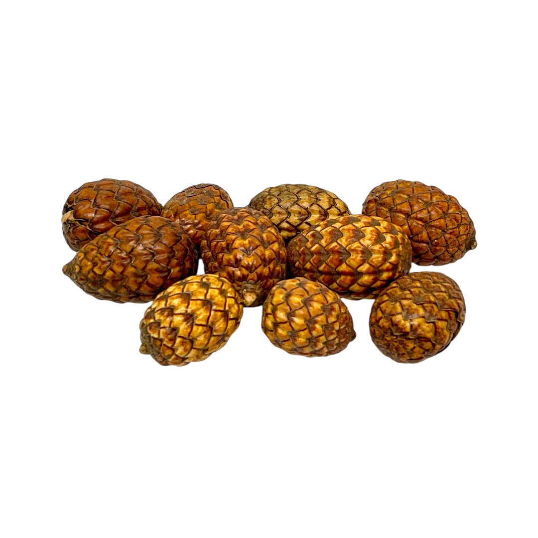 Rattan Lizard Pods (10 Pack) - Bioactive / Botanicals / Isopod ...