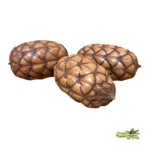 Uxi Pod Botanicals Vivarium Terrarium Decor Tannins Shrimp Bettas Dart ...