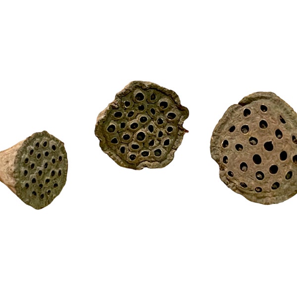 Lotus Pods - Etsy