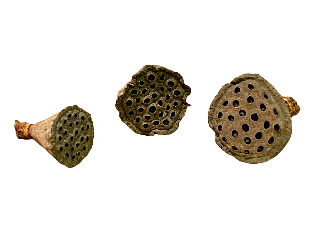 Mini Lotus Head Pods (3 Pack) Isopods Vivarium Terrarium Accents ...