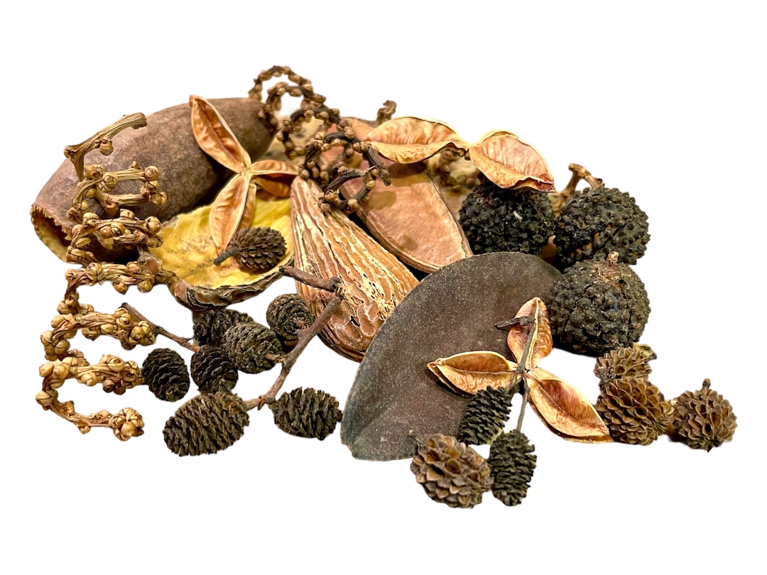 Botanical Wonders Variety Pack - Aquarium Decor / Terrarium / Betta ...