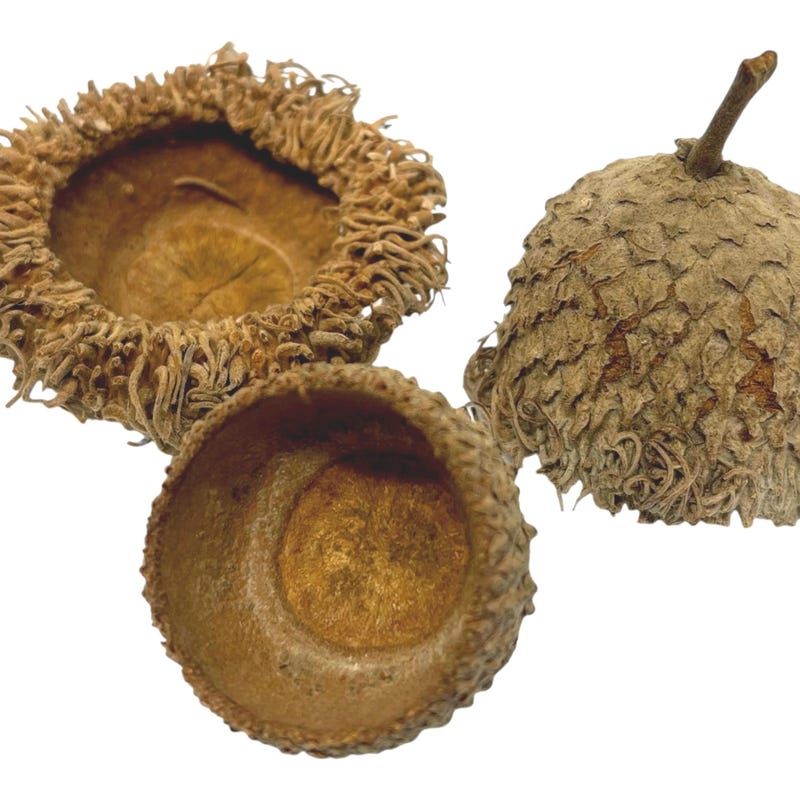 Large Acorns for Crafting - Etsy