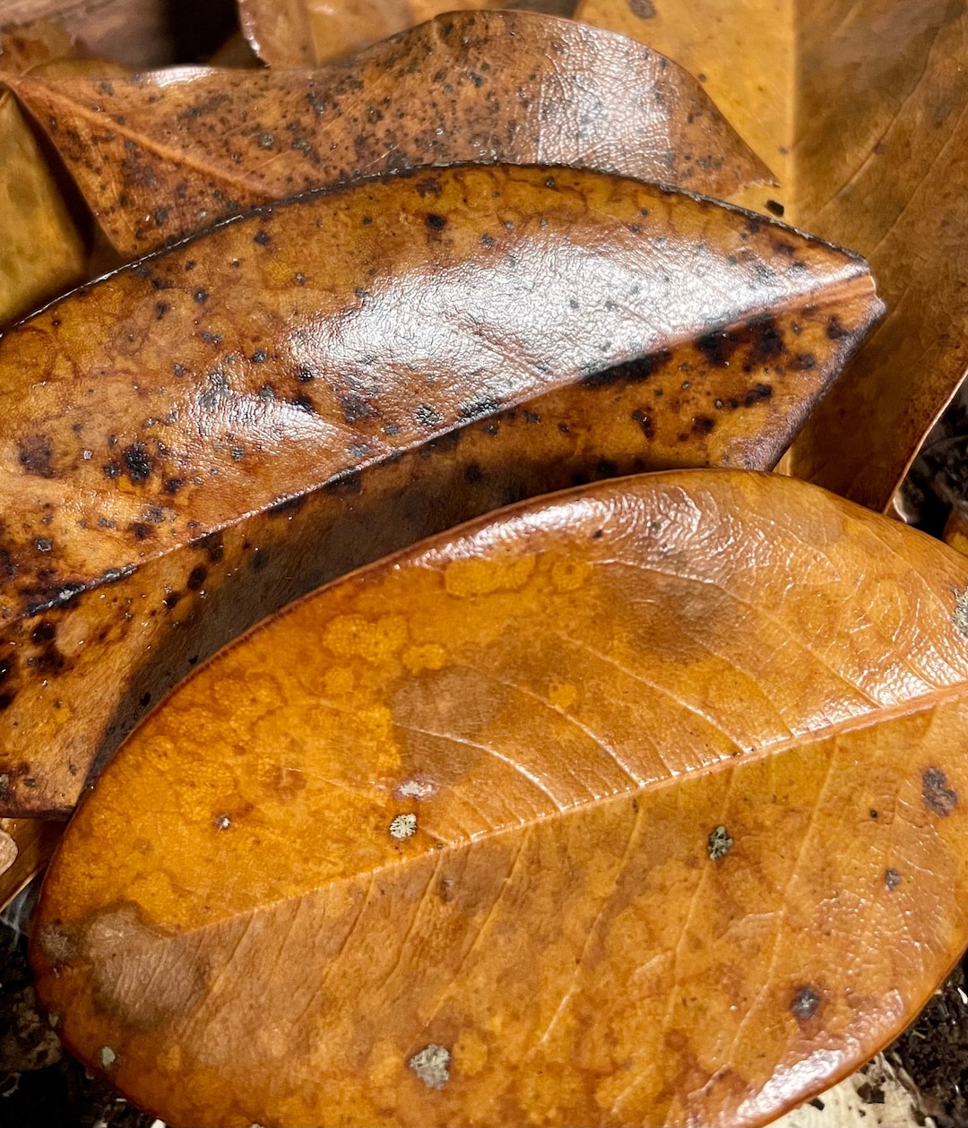 Southern Magnolia Leaf Litter Bioactive Botanicals Terrarium Vivarium ...