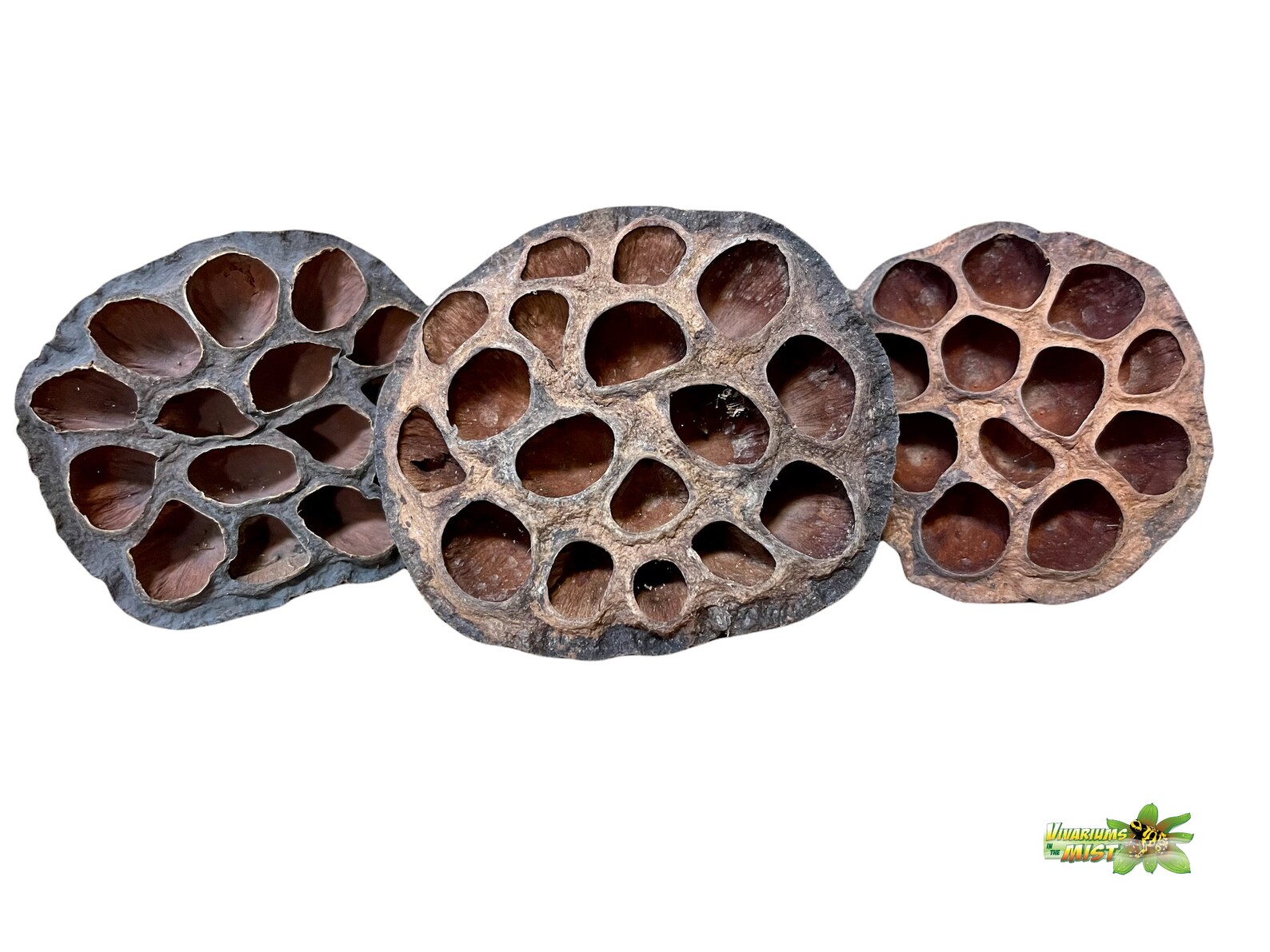 Lotus Head Pod Isopods Vivarium Bioactive Terrarium Isopod - Etsy