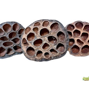 Lotus Head Pod - Isopods / Vivarium / Bioactive / Terrarium ...