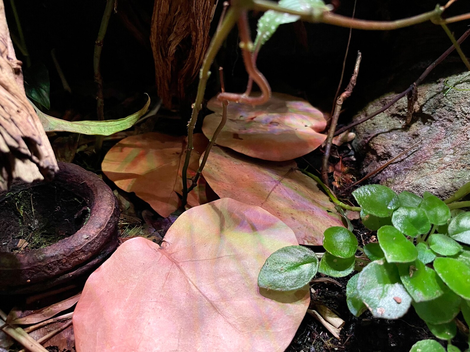 Sea Grape Leaf Litter: Bioactive Terrarium Botanicals, Isopod Food - Etsy
