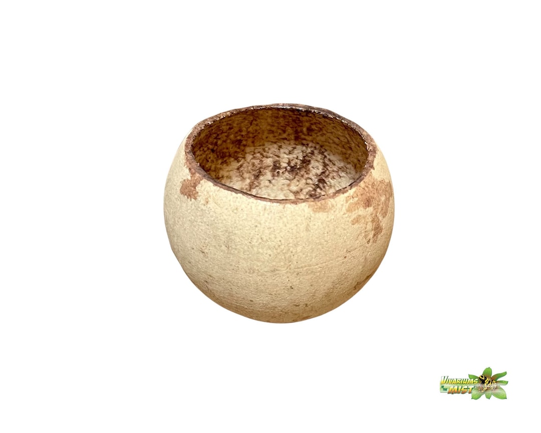 Bell Cup (bael Pod) - Bioactive / Botanicals / Frogs / Vivarium ...