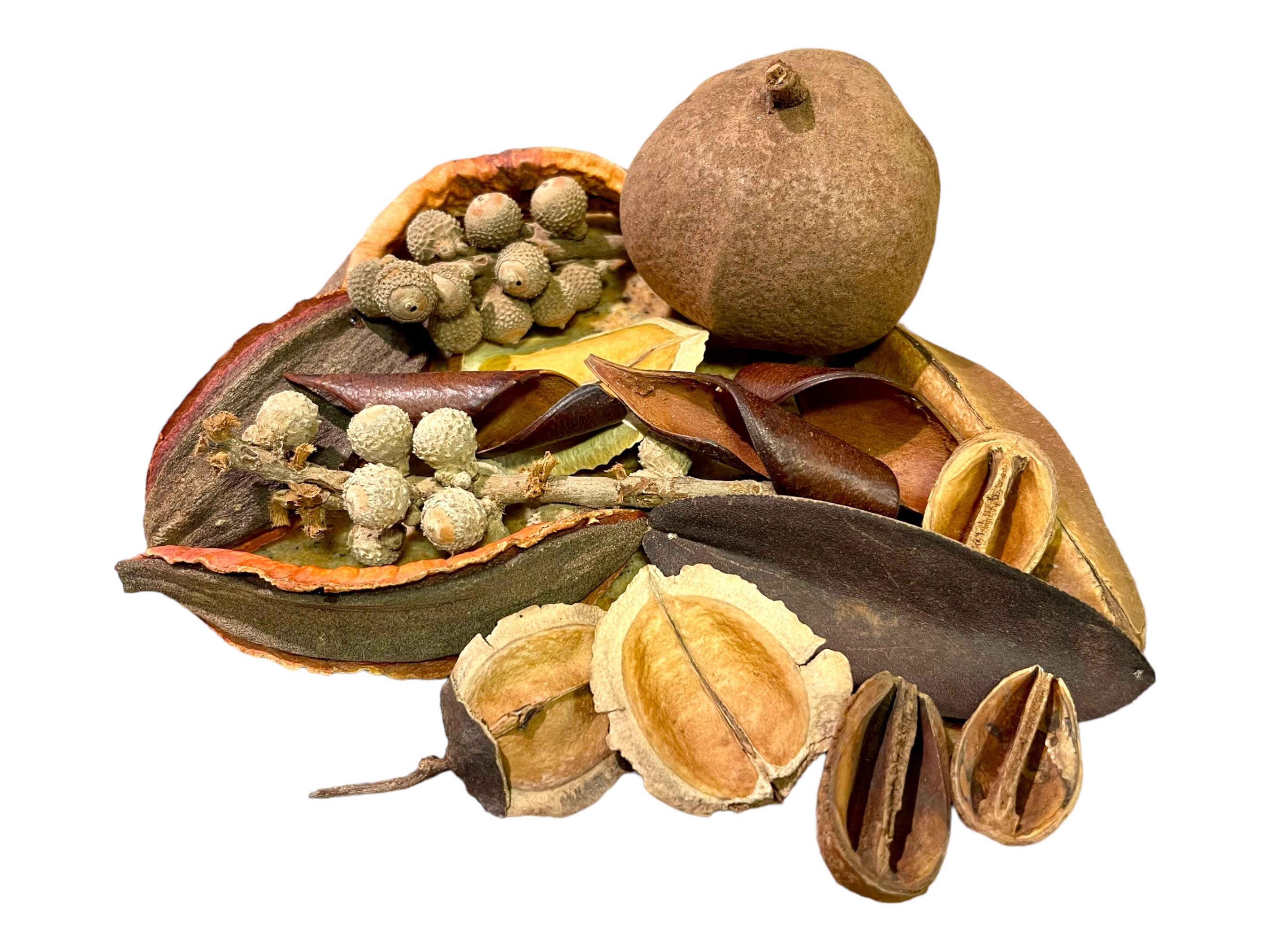 Nature's Bounty Variety Pack - Botanicals / Bioactive / Seed Pods ...