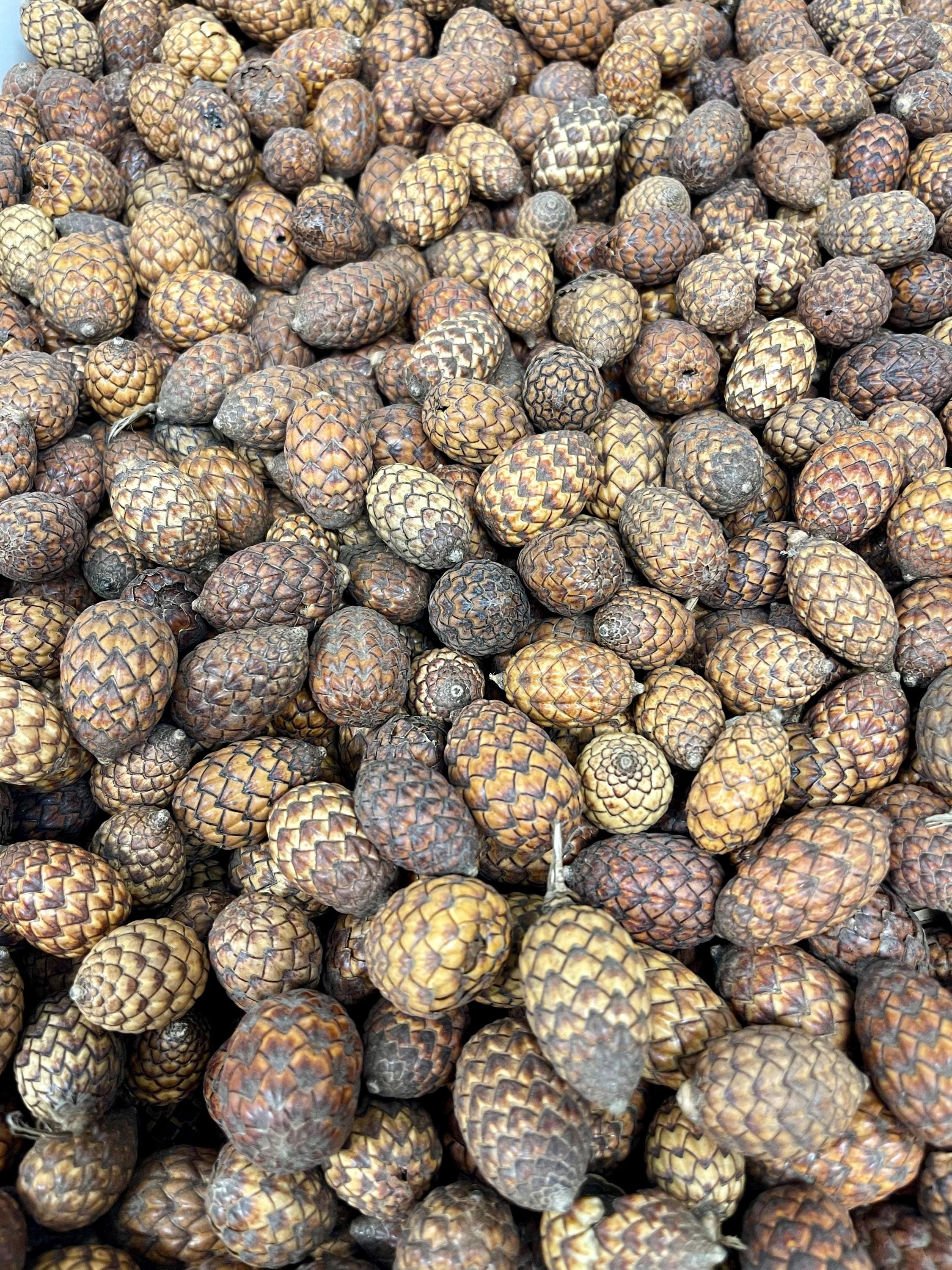 Rattan Lizard Pods (10 Pack) - Bioactive / Botanicals / Isopod ...