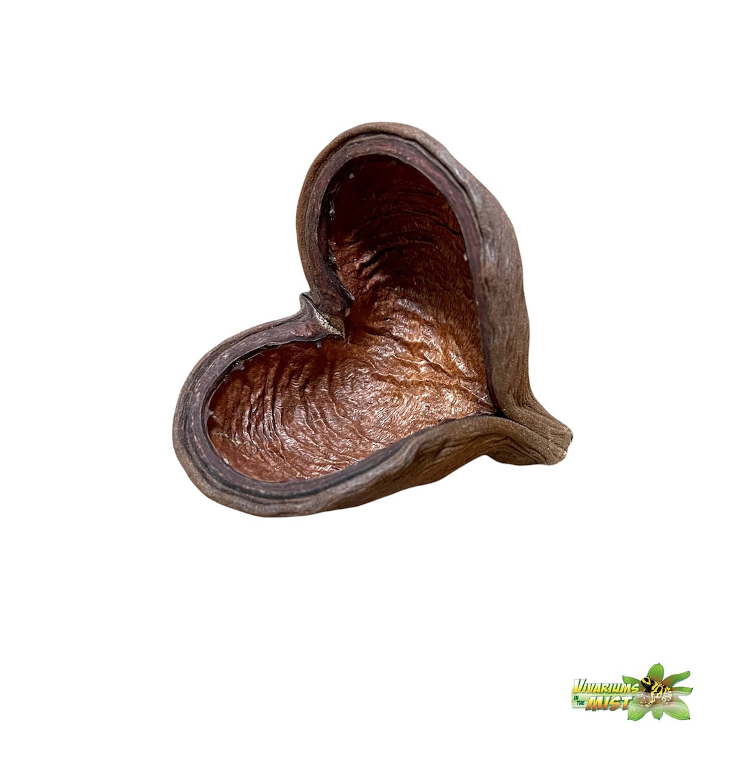 Samrong Pod: (split Nut Pod) Natural Habitat for Terrarium, Vivarium ...