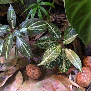 Uxi Pod Botanicals Vivarium Terrarium Decor Tannins Shrimp - Etsy