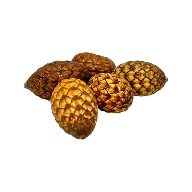 Rattan Lizard Pods (10 Pack) - Bioactive / Botanicals / Isopod ...