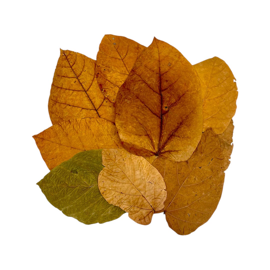 Halmilla Leaves (10 Pack) - Aquaium & Terrarium Botanical Decor - Etsy