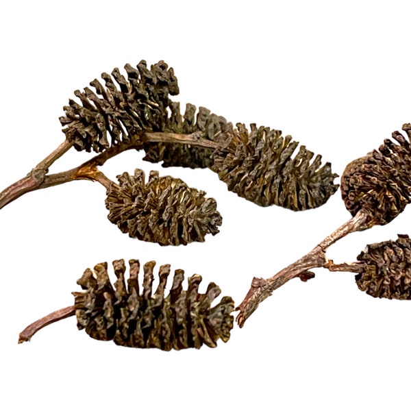 Alder Cone - Etsy