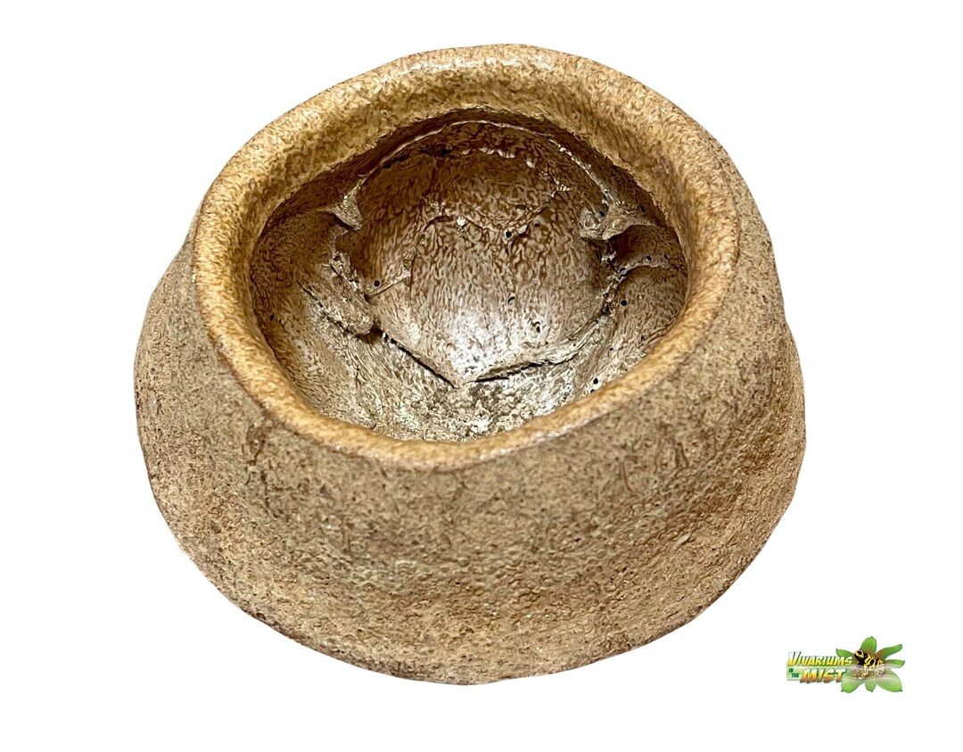 Sapucaia Pod Decor Bioactive Big Nut Pod Terrarium Decor Aquariums ...