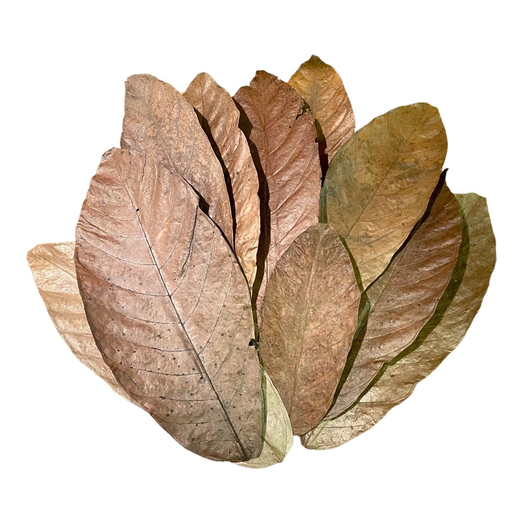 Cacao Leaves 10 Pack Leaf Litter Botanicals Betta Aquarium Decor Shrimp ...