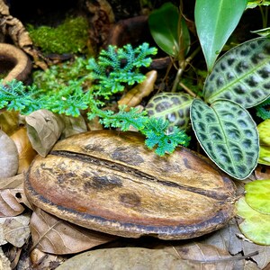 Para Pará Pods - Bioactive / Freshwater Shrimp / Botanical / Aquarium ...