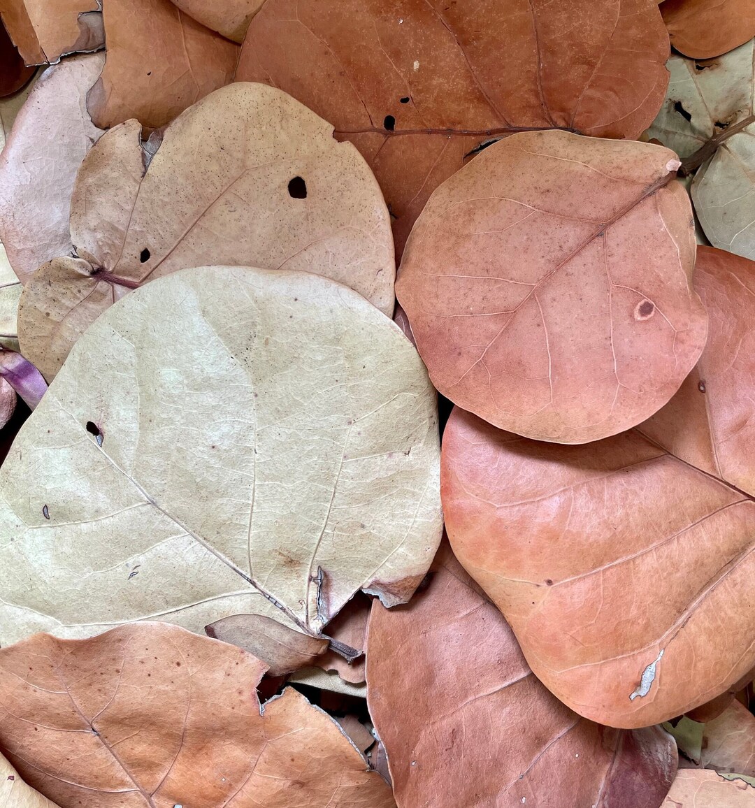 Sea Grape Leaf Litter: Bioactive Terrarium Botanicals, Isopod Food - Etsy