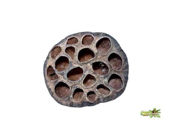 Lotus Flower Pod Head And Shoulder