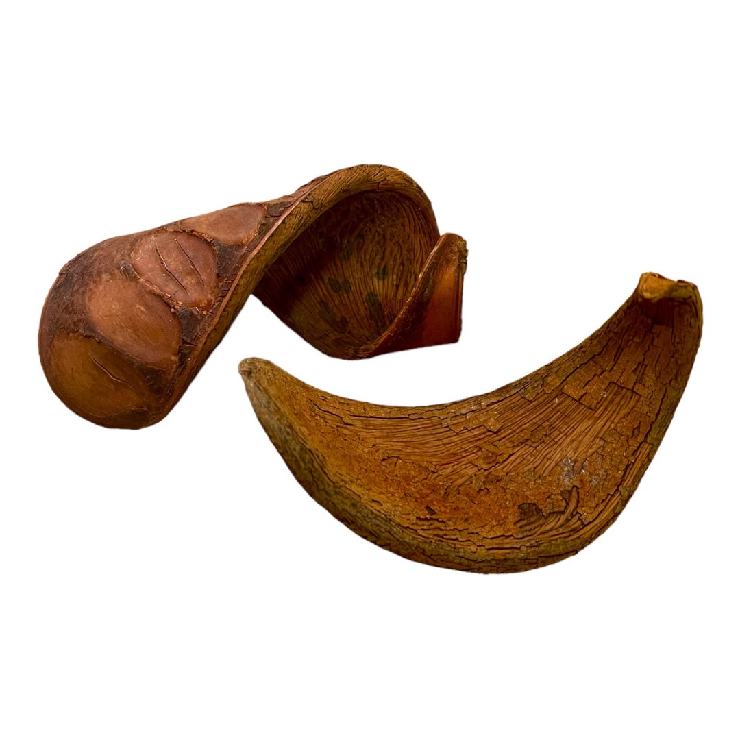 Elephant Ear Pods (2 Pack) - Botanicals / Vivarium Decor /aquarium ...